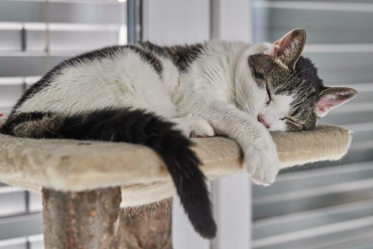 4 ragioni per cui ai gatti piace dormire appallottolati 4 ragioni per cui ai gatti piace dormire appallottolati