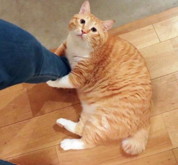 6 foto di gatti che dimostrano affetto, ma lo fanno in modi ... 6 foto di gatti che dimostrano affetto, ma lo fanno in modi ...