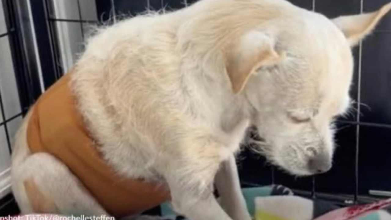Cagnolina di 14 anni piange e trema dopo essere stata abbandonata Cagnolina di 14 anni piange e trema dopo essere stata abbandonata